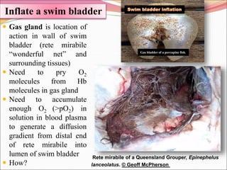 fish RESPIRATION.ppt