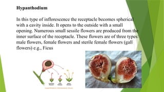 asif khan presentation.pptx............. | PPT