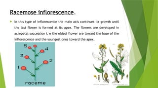 asif khan presentation.pptx............. | PPT