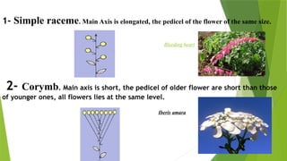 asif khan presentation.pptx............. | PPT