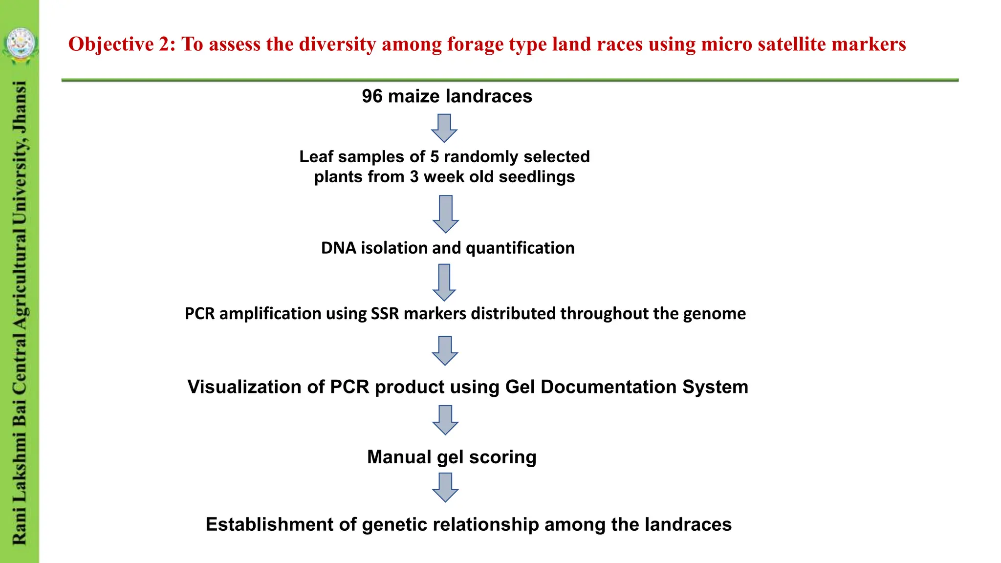 description about landraces there origin | PPTX