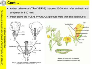 Breeding of OKRA Abelmoschus esculentus (L.) Moench (Bhindi, Lady ...