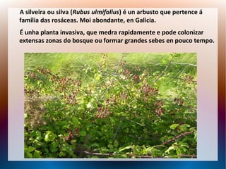 A silveira | PPT