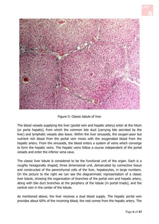 Liver Histology Model Labeled