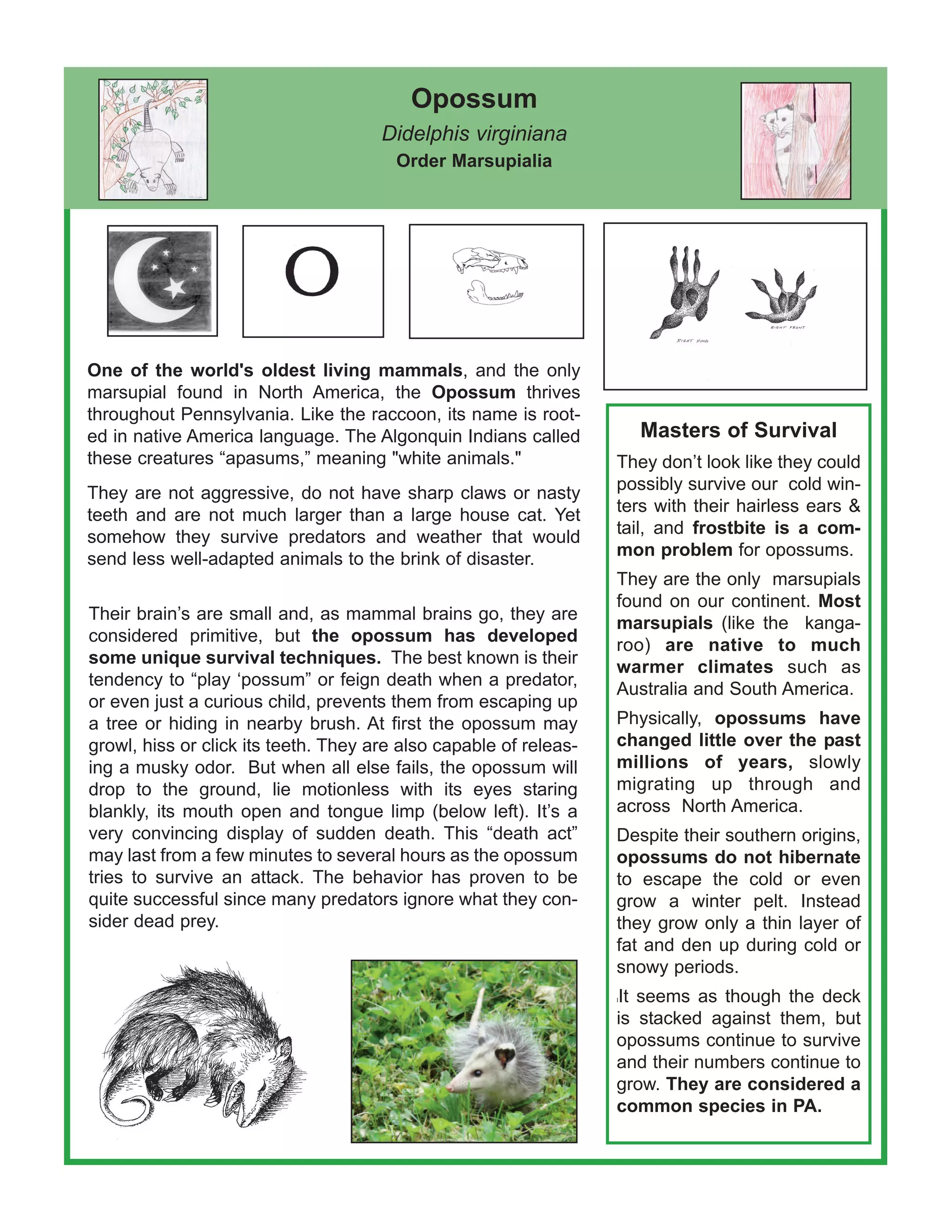 A Simple Review of Opossums | PDF