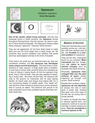 A Simple Review of Opossums | PDF