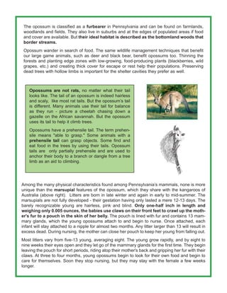 A Simple Review of Opossums | PDF