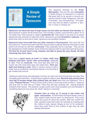 A Simple Review of Opossums | PDF