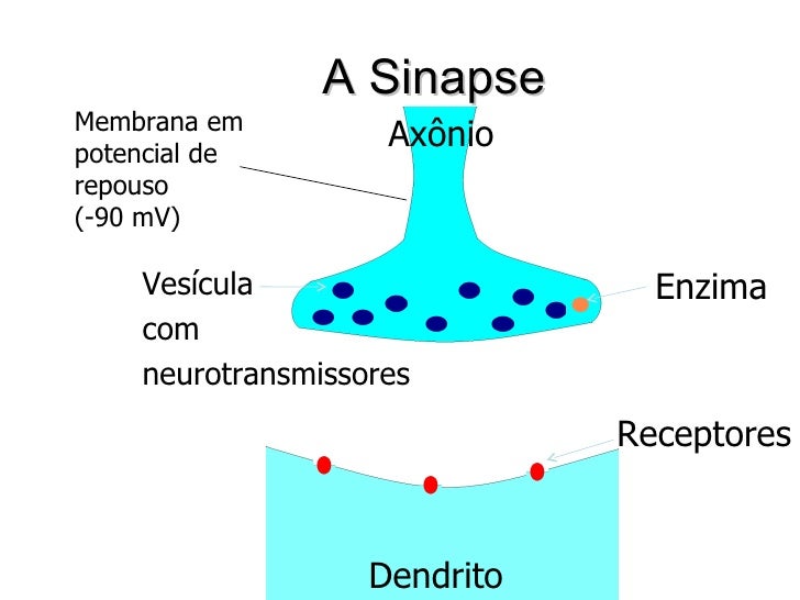 A sinapse