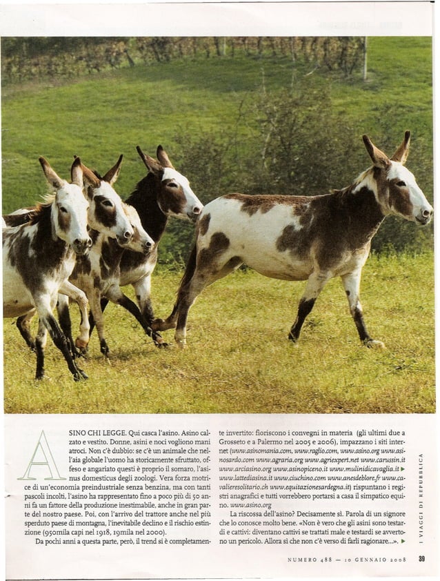 Asini | PDF