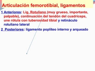 A sist artic de rodilla y músculos de pierna (1) | PPT