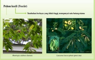 asistensi+4-sistem+fisiognomi+dasar.pdf