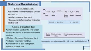 Asit Kumar Saha OIST | PPT