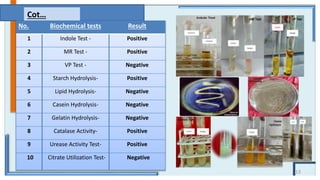 Asit Kumar Saha OIST | PPT