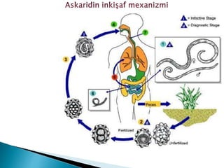 Askaridozun immun sistemə təsiri | PPTX