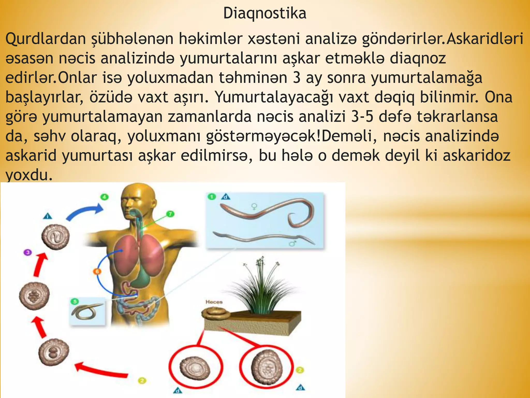 Askaridozun immun sistemə təsiri (2) | PPTX