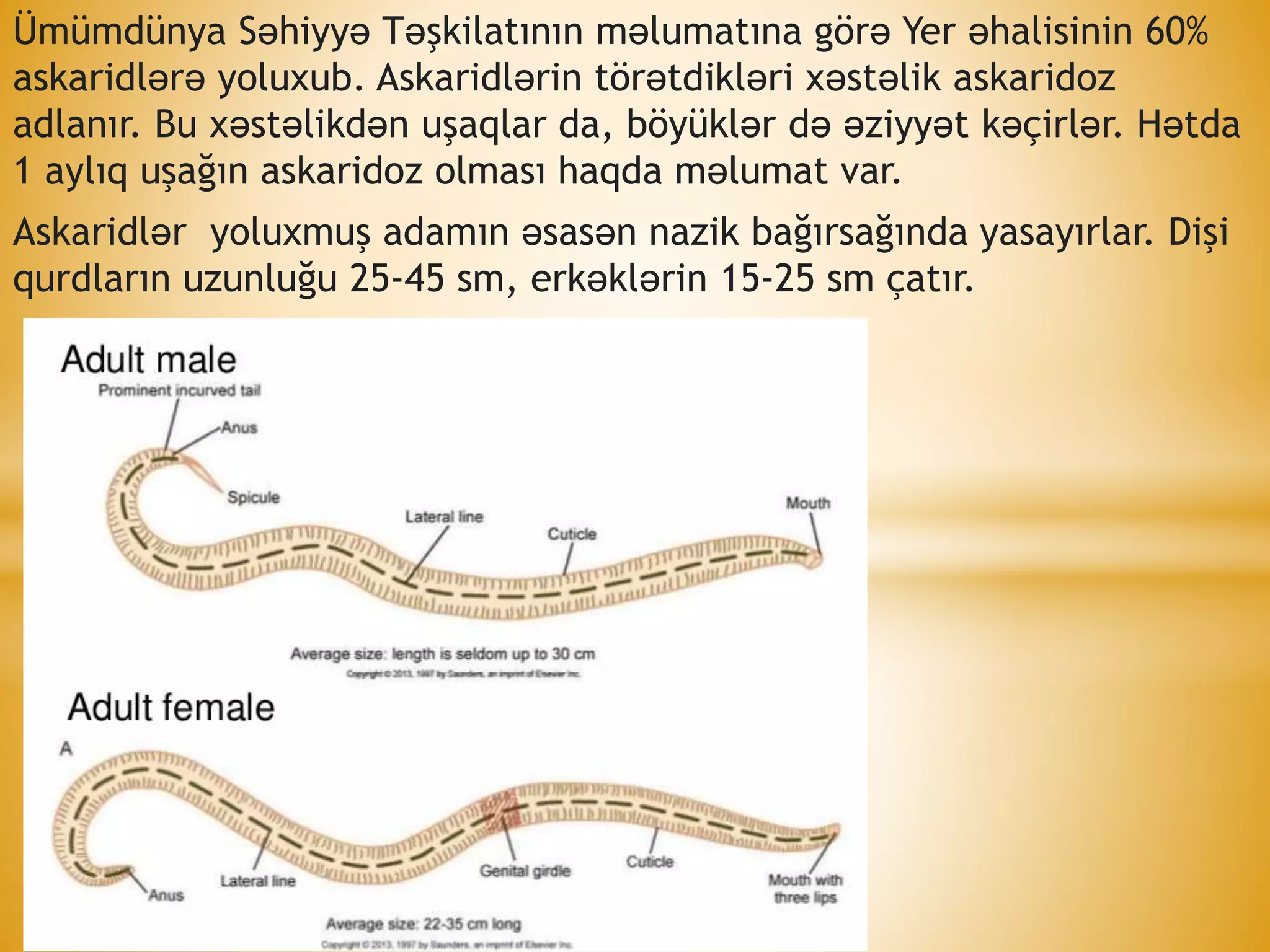 Askaridozun immun sistemə təsiri (2) | PPTX