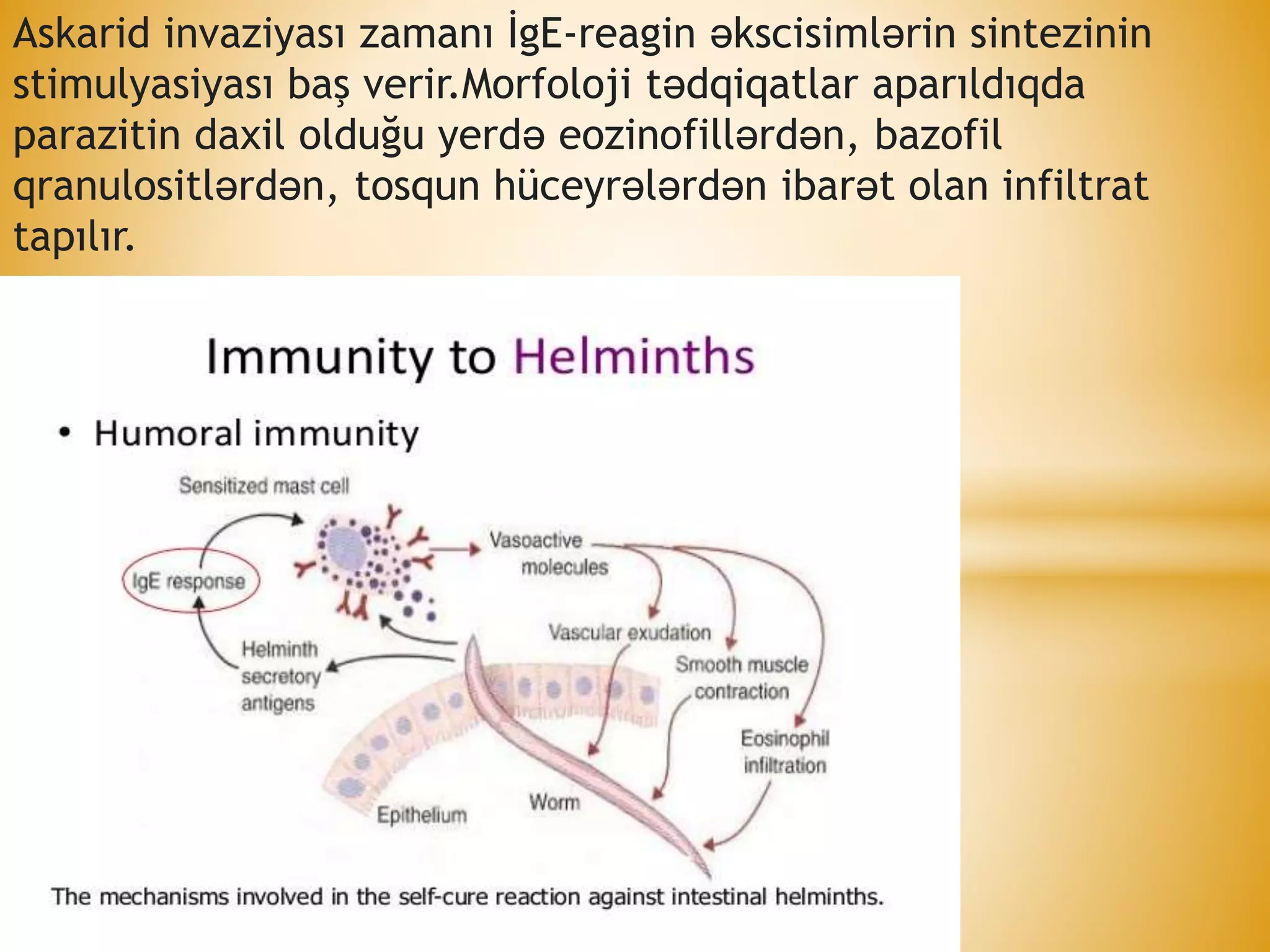 Askaridozun immun sistemə təsiri (2) | PPTX