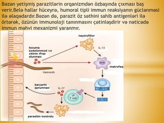 Askaridozun immun sistemə təsiri (2) | PPTX