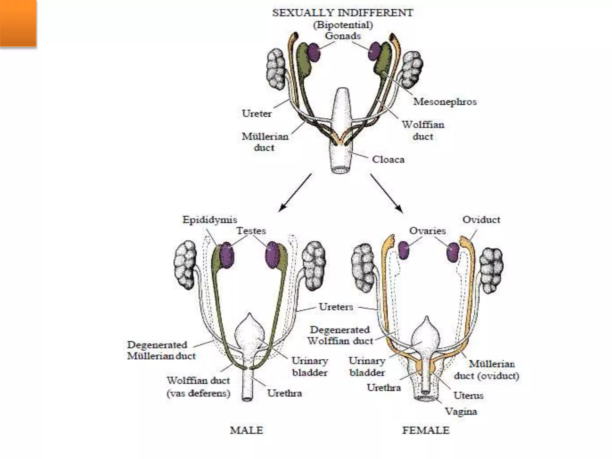 Askarova a. 412 gm. clinico physiological features of the female body ...