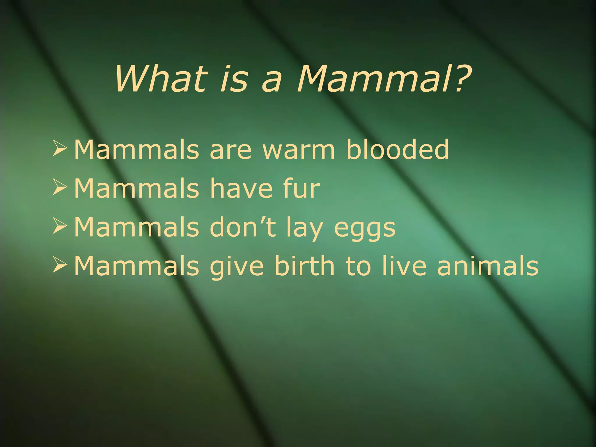 Asken Mammals | PPT