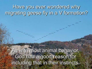 What geese teach us | PPS