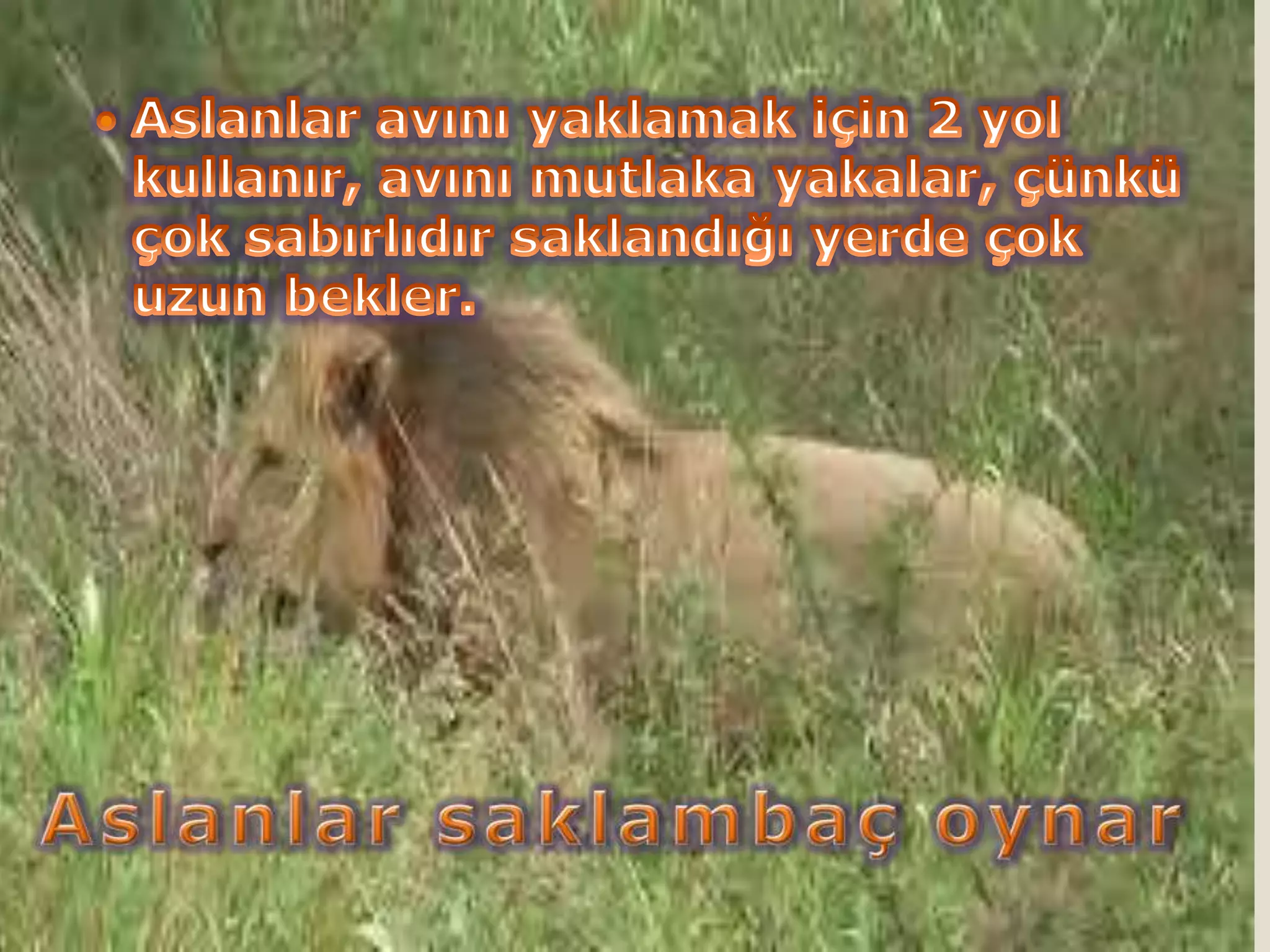 Aslan | PPT