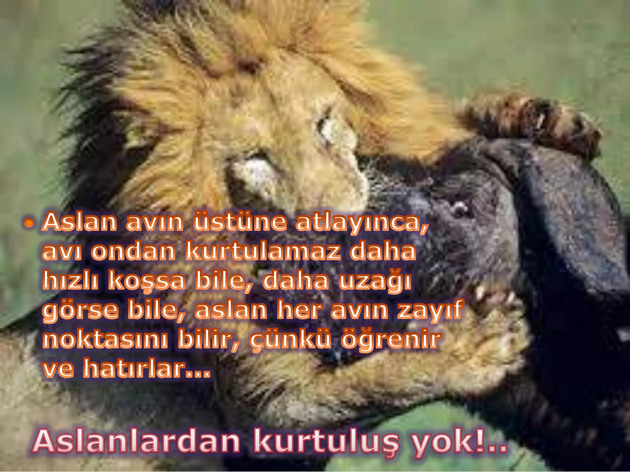 Aslan | PPT
