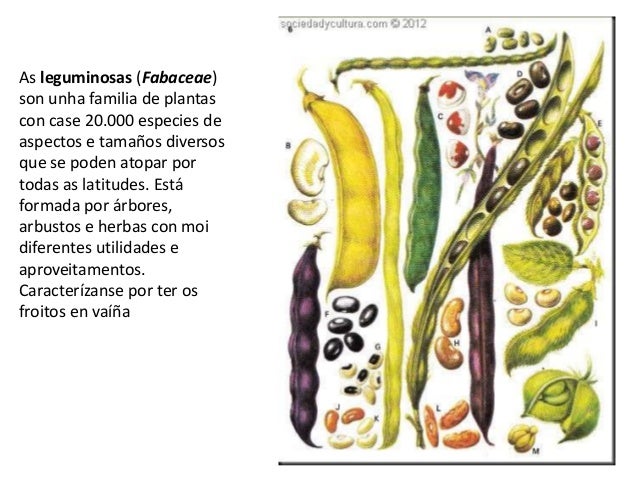 Os legumes