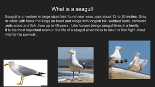 A presentation on the chapter ‘his first flight’ | PDF