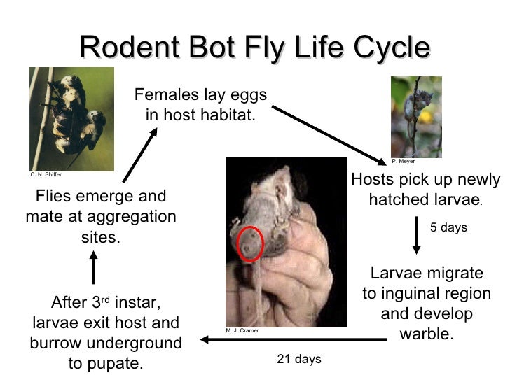 The effects of bot fly parasitism on movements of Peromyscus leucopus.