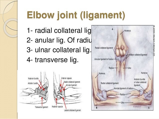 Radial Collateral Ligament Wrist