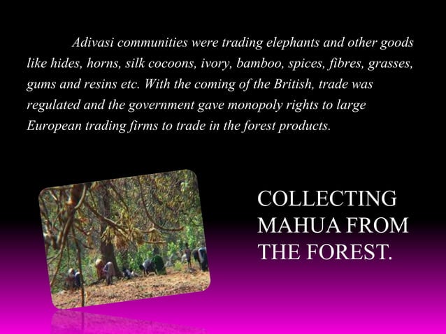 Forest society and colonialism | PPTX