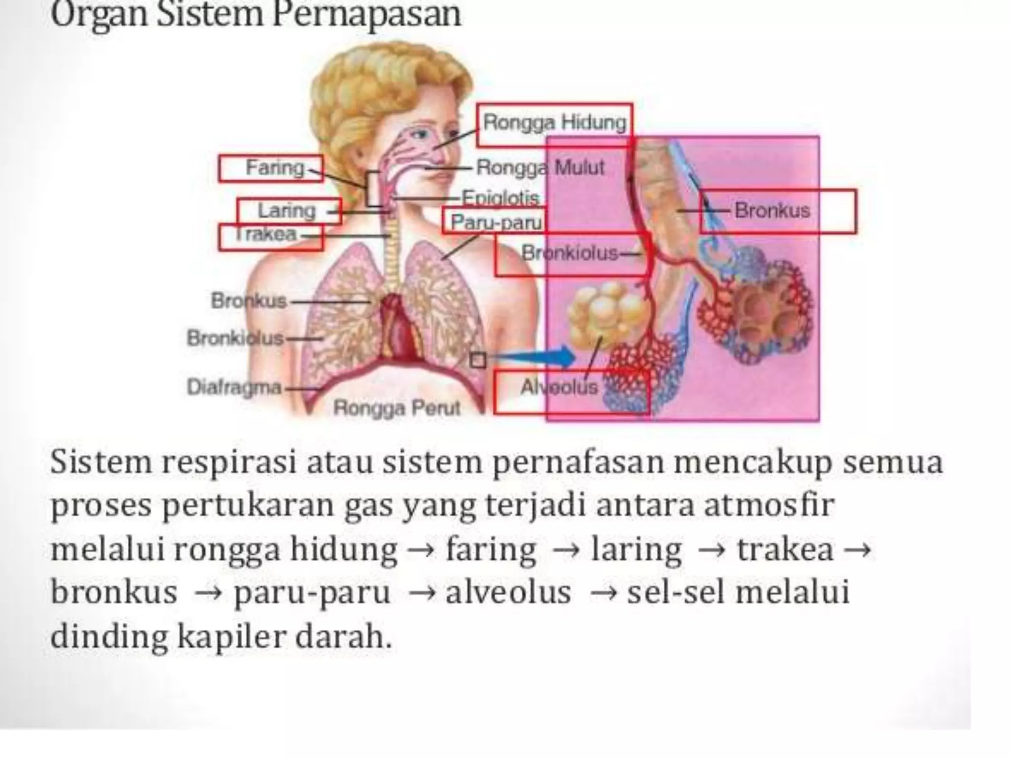 ASMA: patofisiologi Asthma | PPTX
