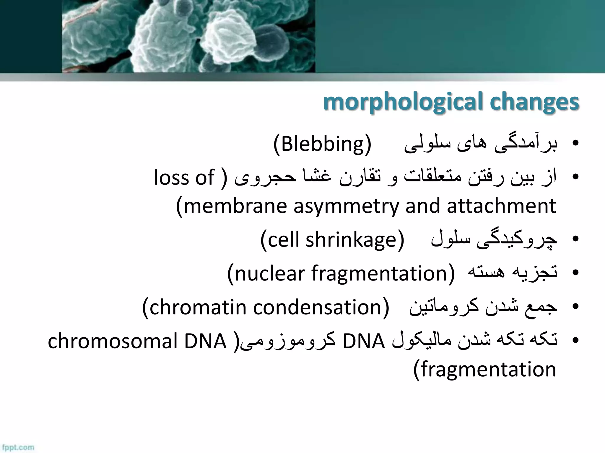 apoptosis medical pathology | PPTX