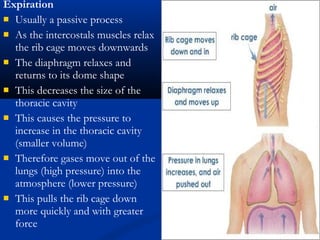 As mechanics of breathing | PPT
