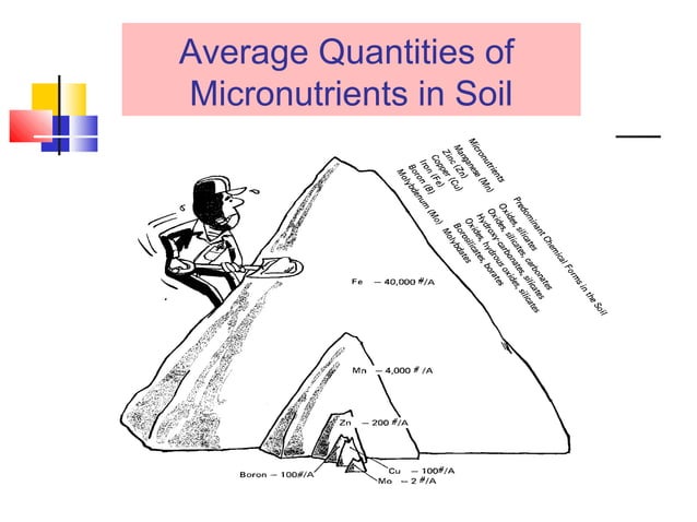 Micronutrients & Enzymes | PPT