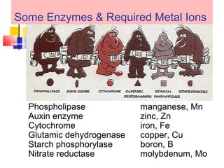 Micronutrients & Enzymes | PPT