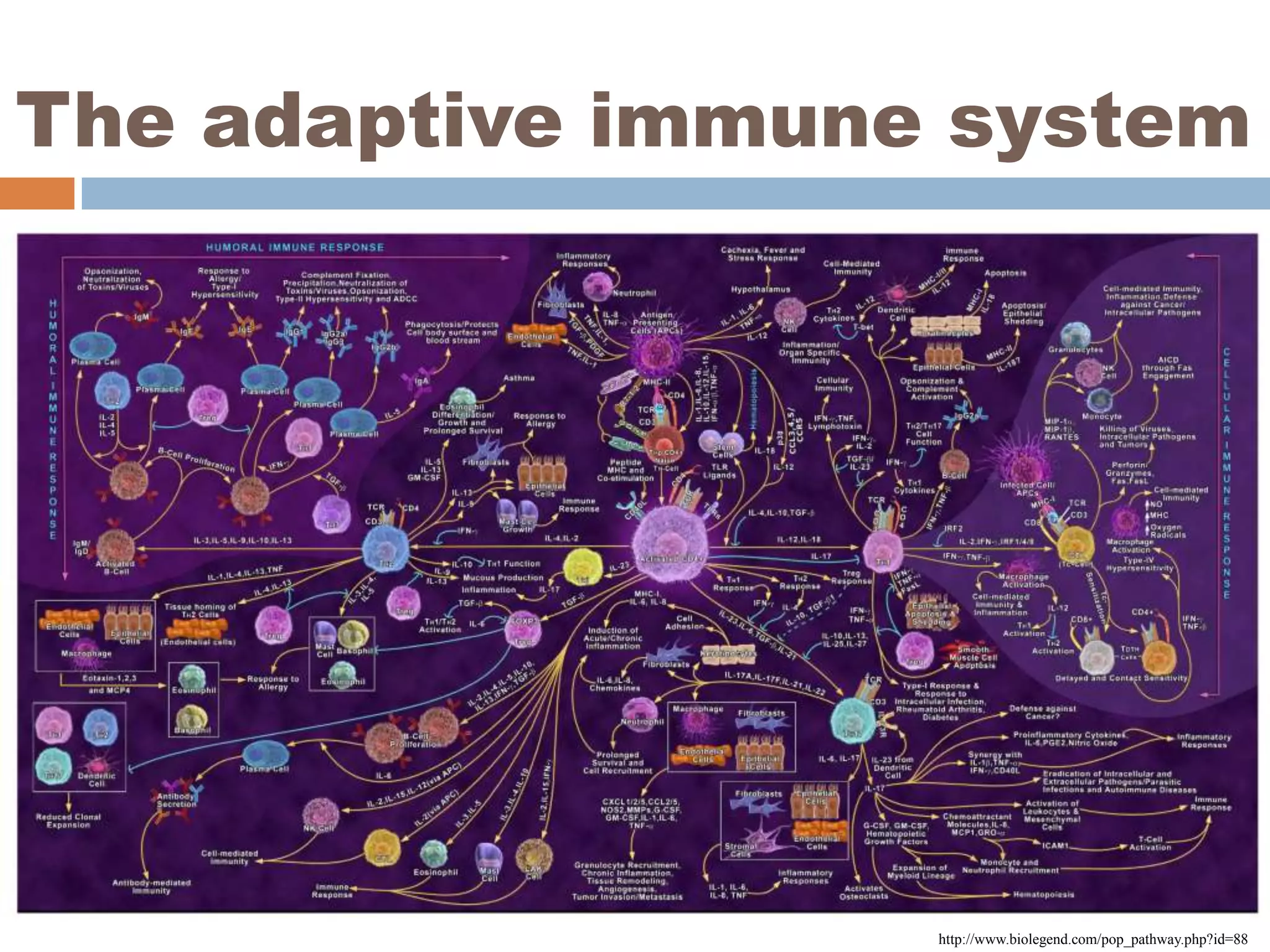 Autoimmunity - Basic Immunology | PPTX