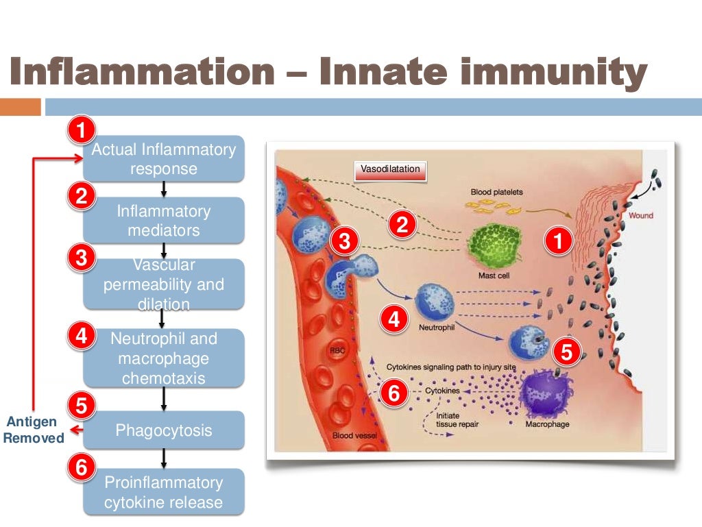 Autoimmunity - Basic Immunology