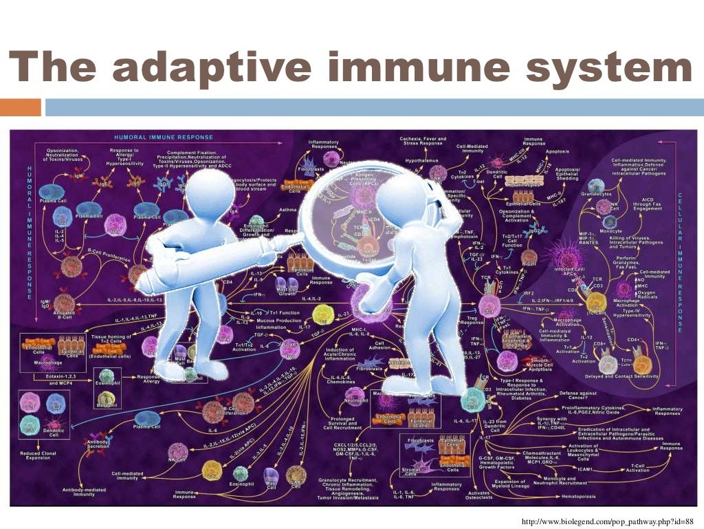 Autoimmunity - Basic Immunology