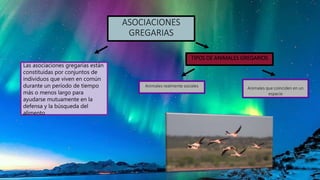 Asociaciones gregarias y asociaciones coloniales | PPTX