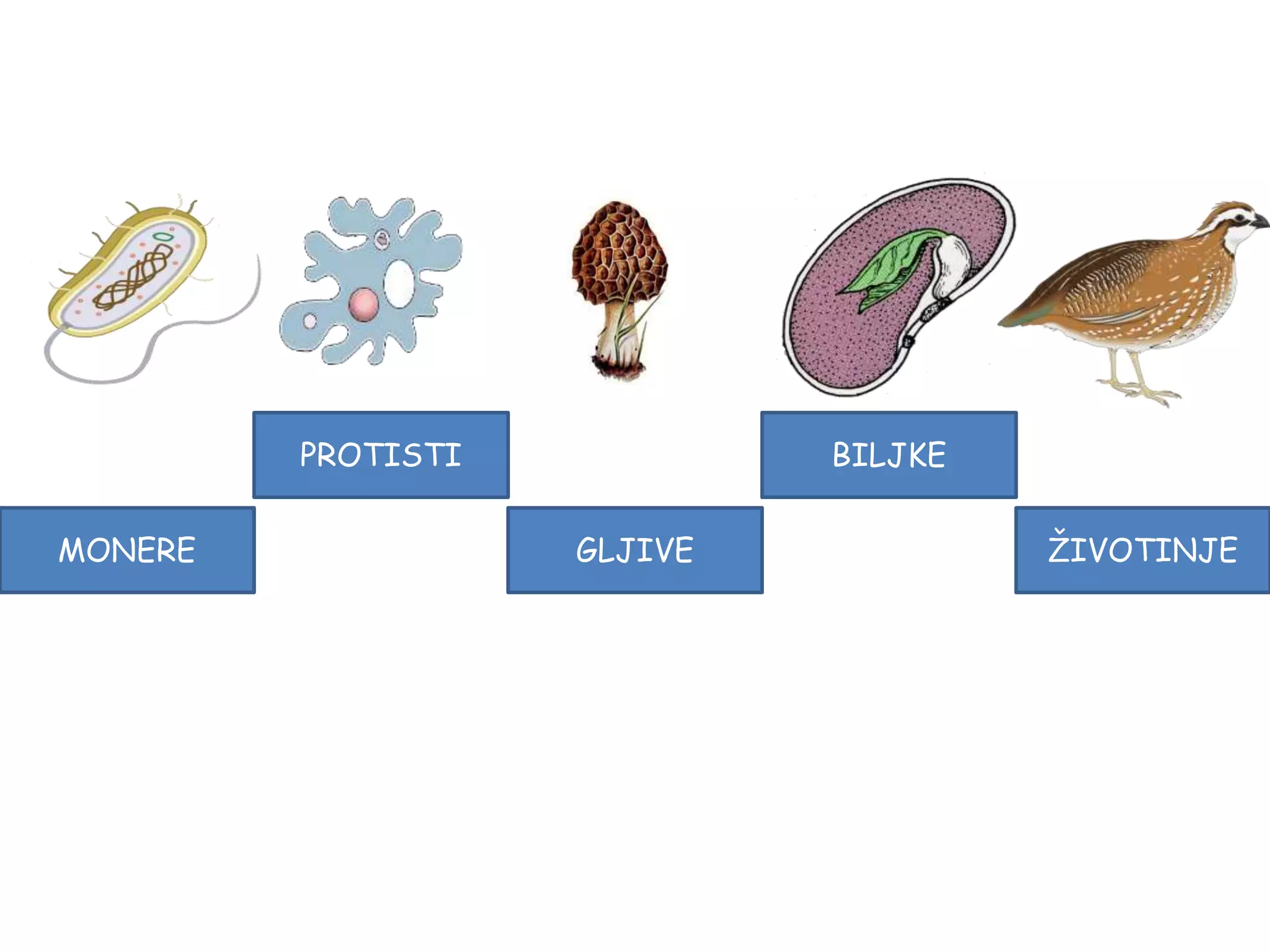 Osnovne razlike između gljiva, biljaka i životinja | PPTX