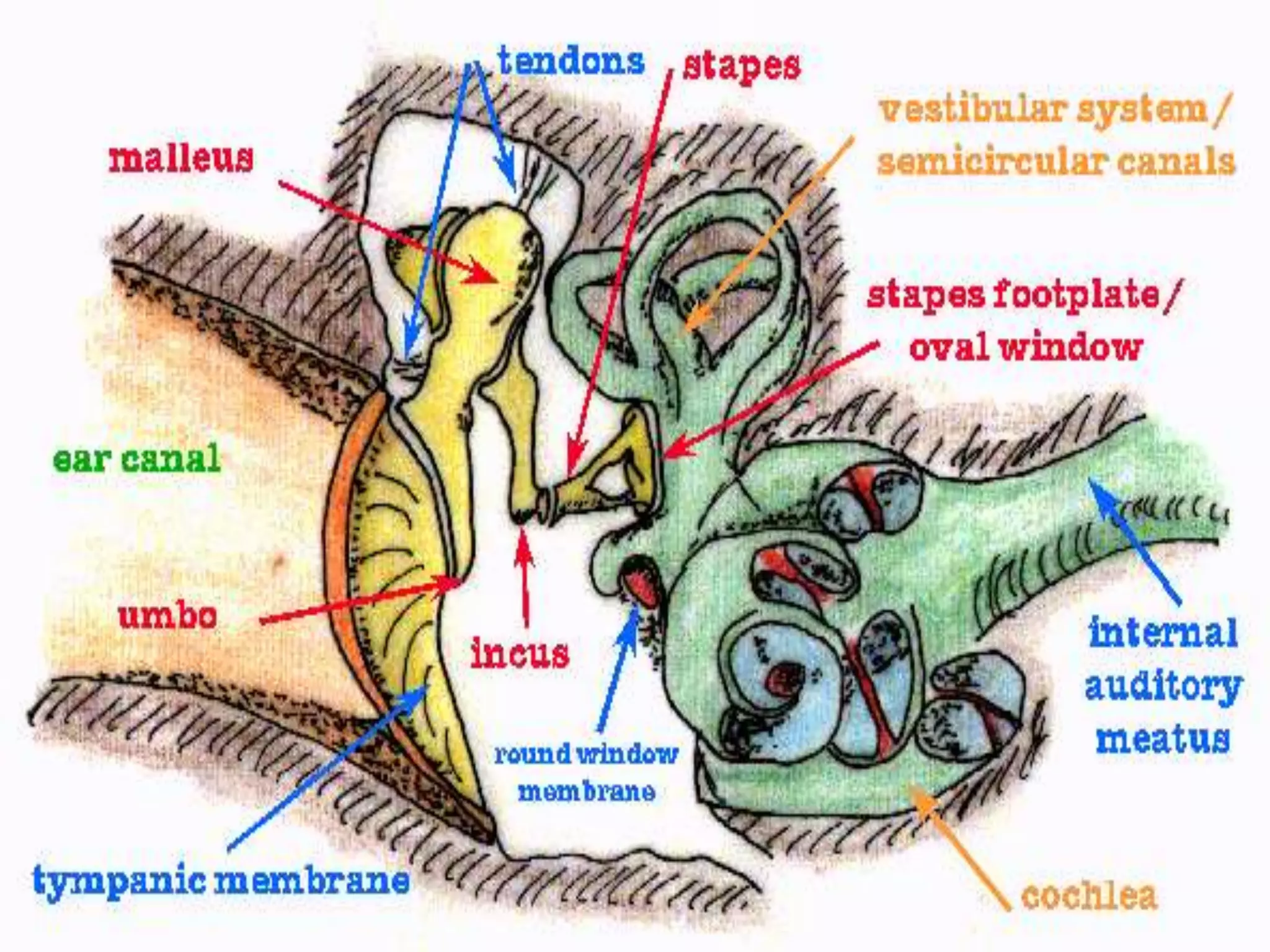 Acute Otitis Media | PPTX | Ear, Nose and Throat Conditions | Diseases ...