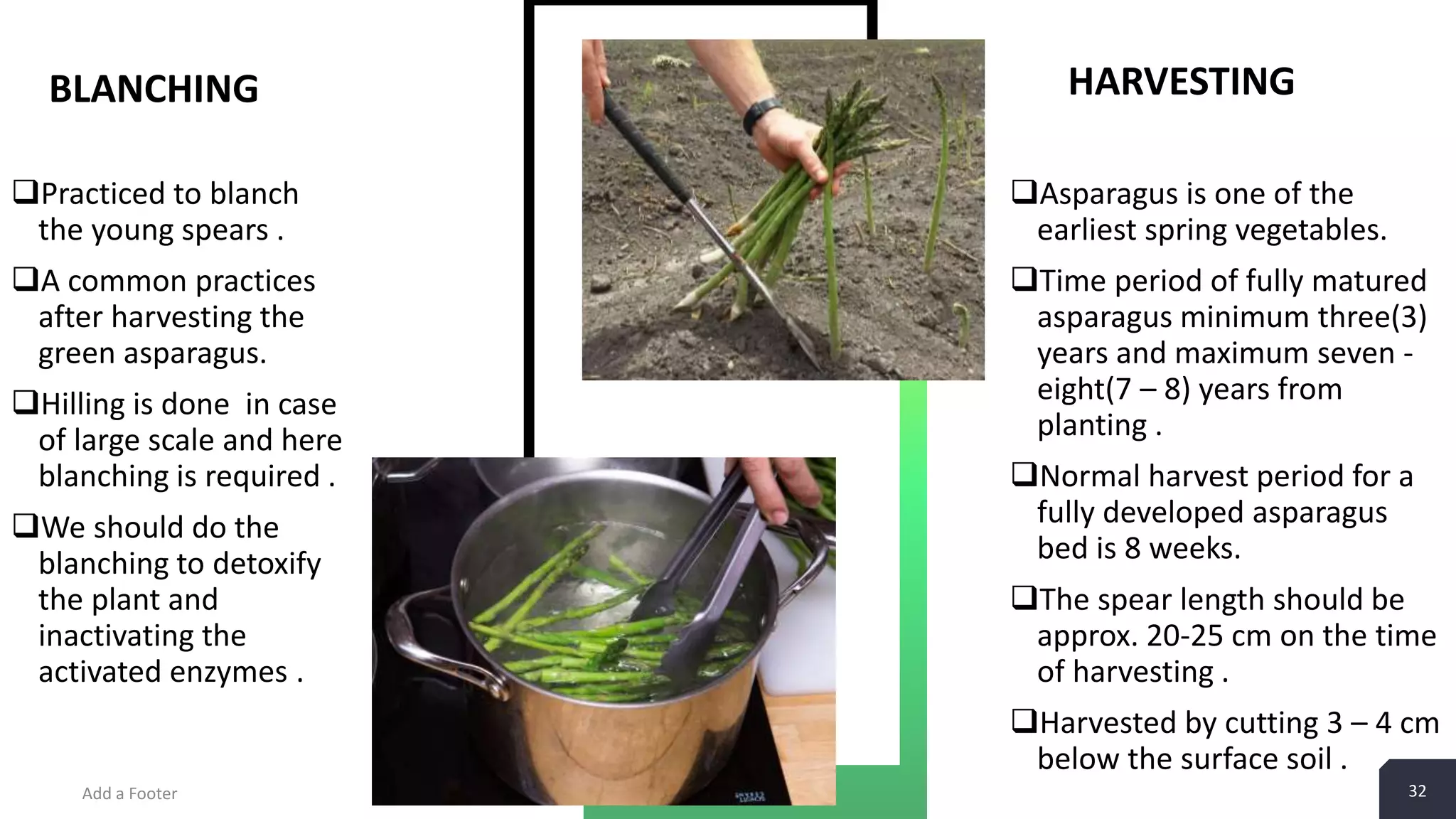 Asparagus | PPTX