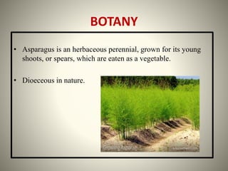 Asparagus .pptx