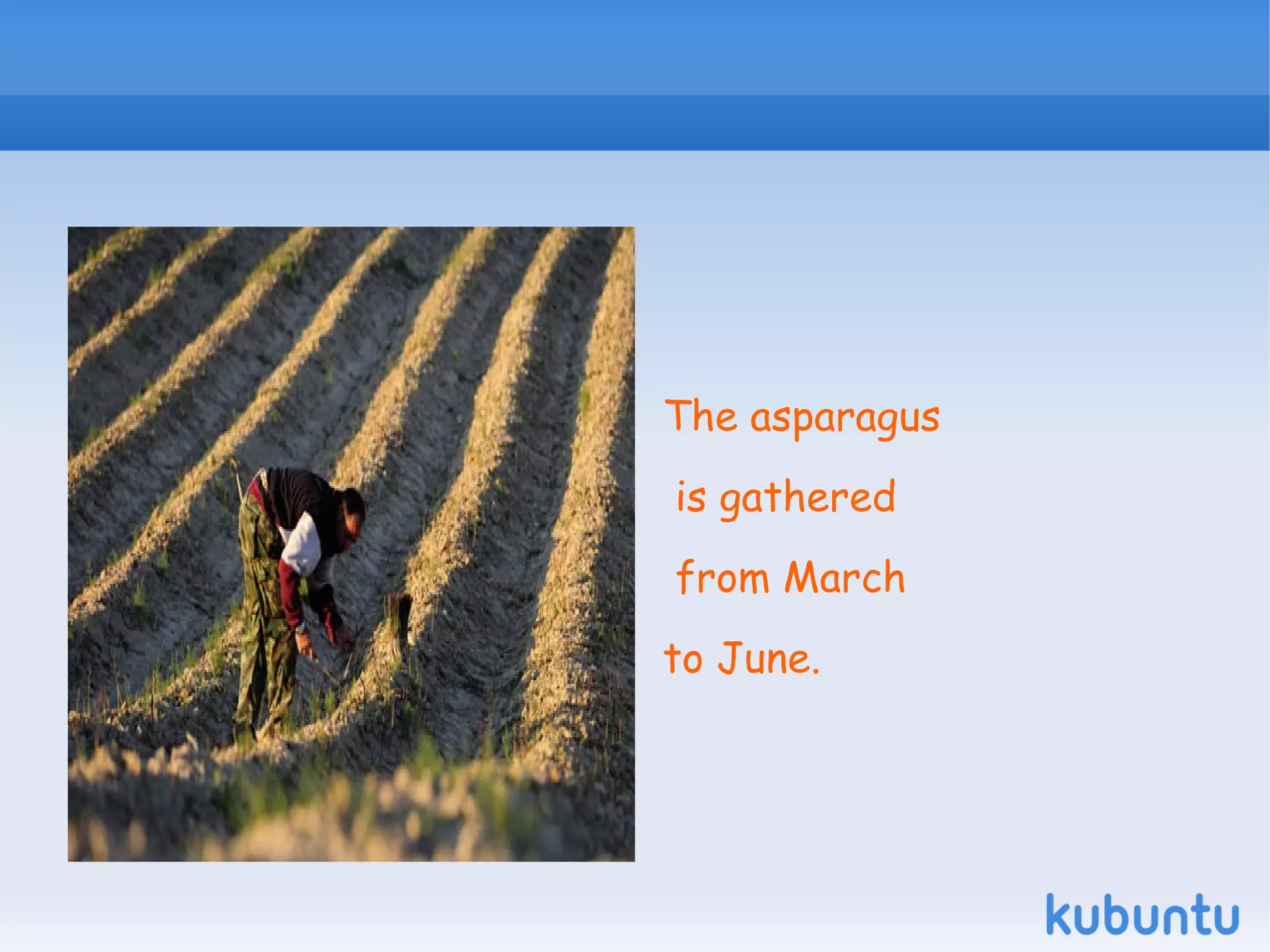 Asparagus presentation | PPT