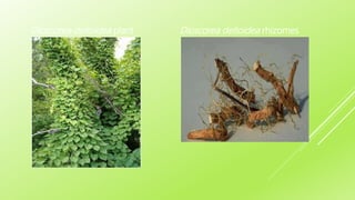 Asparagus, dioscorides, fenugreek | PPTX | Endocrine and Metabolic Diseases | Diseases and ...