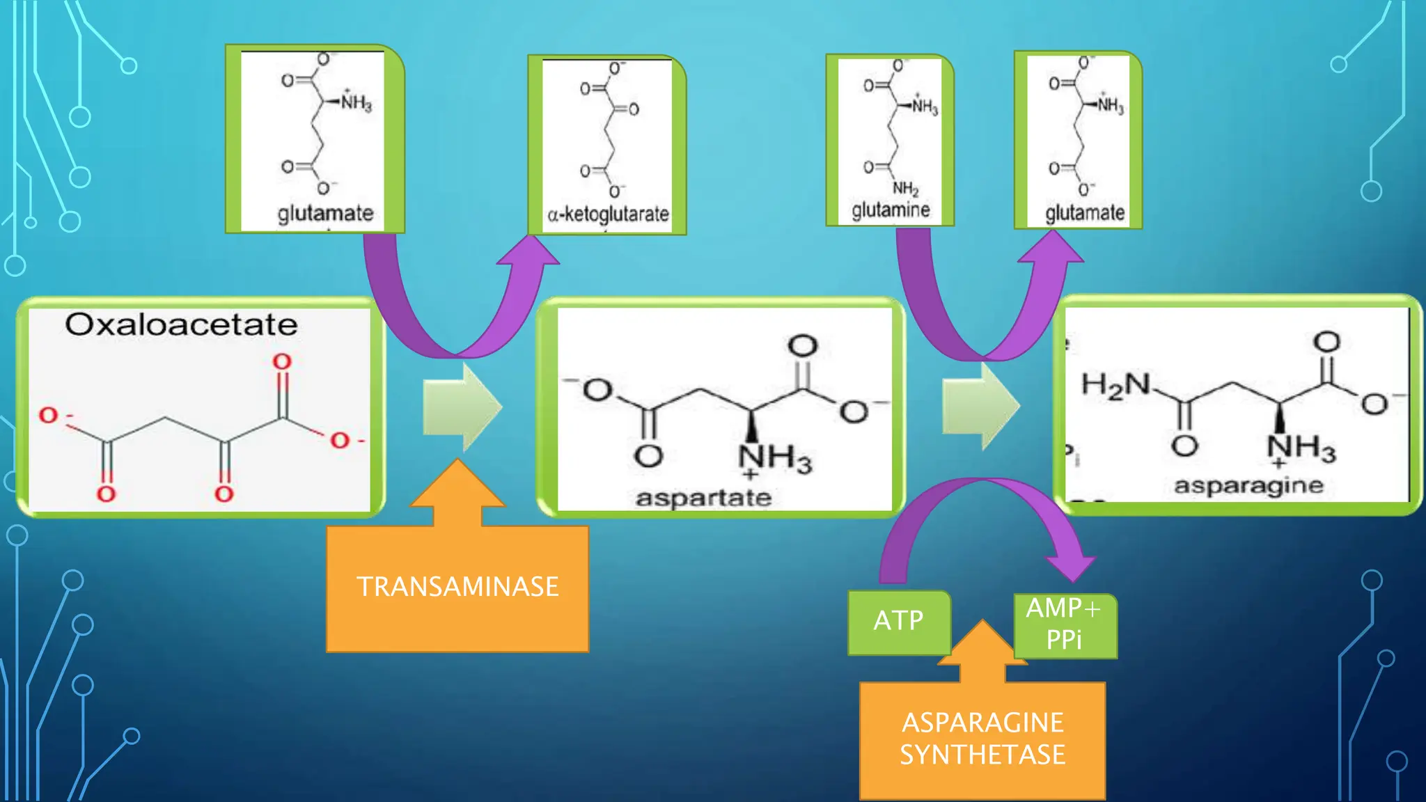 Aspartate and Asparagine metabolism.pptx
