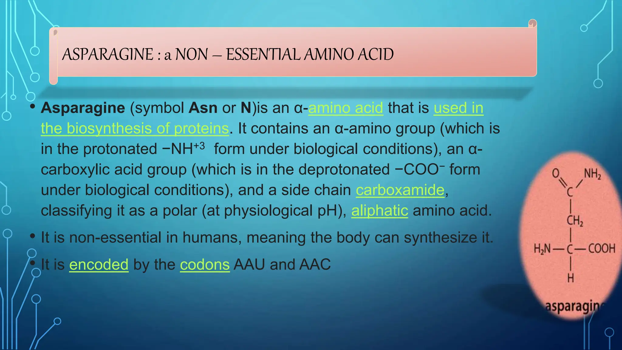 Aspartate and Asparagine metabolism.pptx | Chemistry | Science